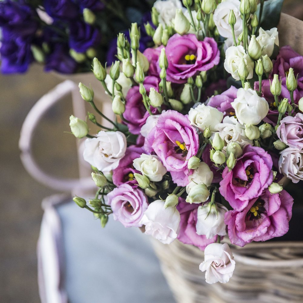 Pink Lisianthus | Secret Garden